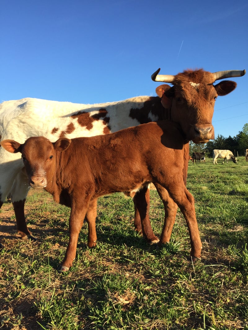 Why Pineywoods? | Pineywoods Cattle Registry and Breeders Association