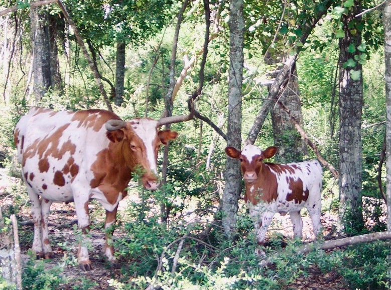 Why Pineywoods? | Pineywoods Cattle Registry and Breeders Association